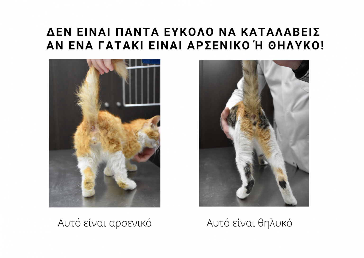 Πώς μπορείτε να καταλάβετε αν το γατάκι σας είναι αρσενικό ή θηλυκό;